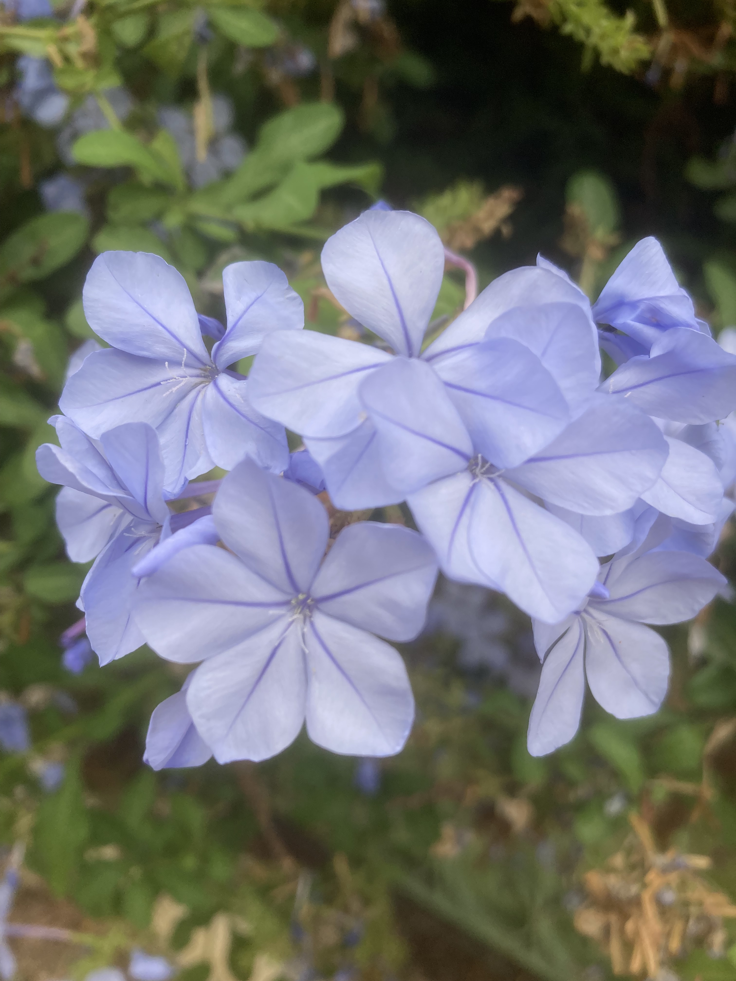 UNE MOUCHE – Bible pour les jeunes